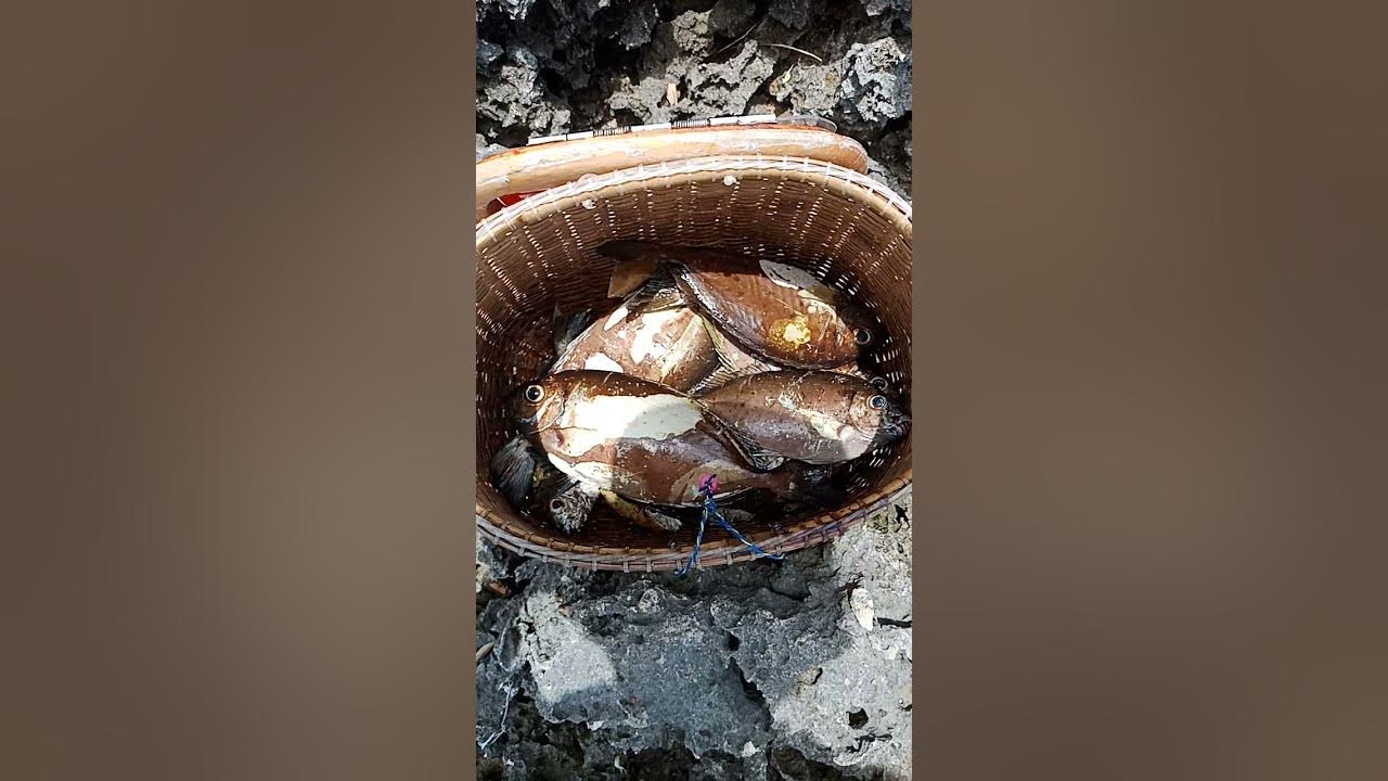 Mancing baronang babon || rabbitfish fishing - YouTube