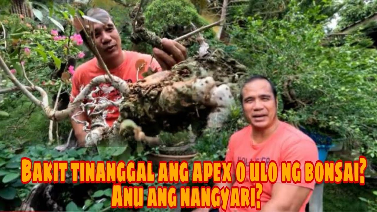INAYUSAN ANG NAPABAYAAN NA BONSAI.. TINANGALAN NG APEX/ULO BAKIT KAYA ...