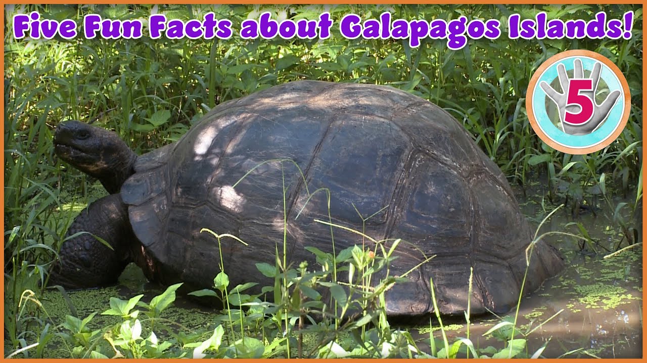Five Facts about the Galapagos Islands! (2-Minute Learning Video for ...
