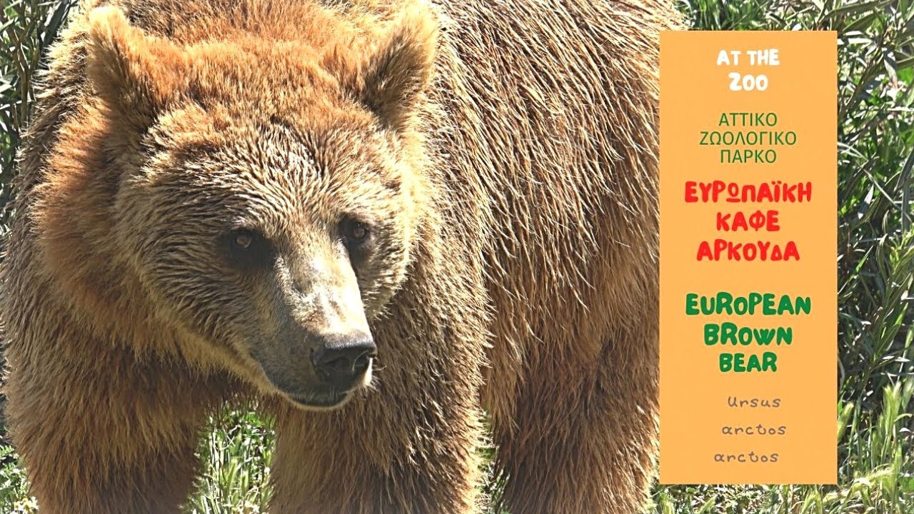 ΚΑΦΕ ΑΡΚΟΥΔΑ Αττικό Ζωολογικό Πάρκο / BROWN BEAR (Ursus arctos arctos ...