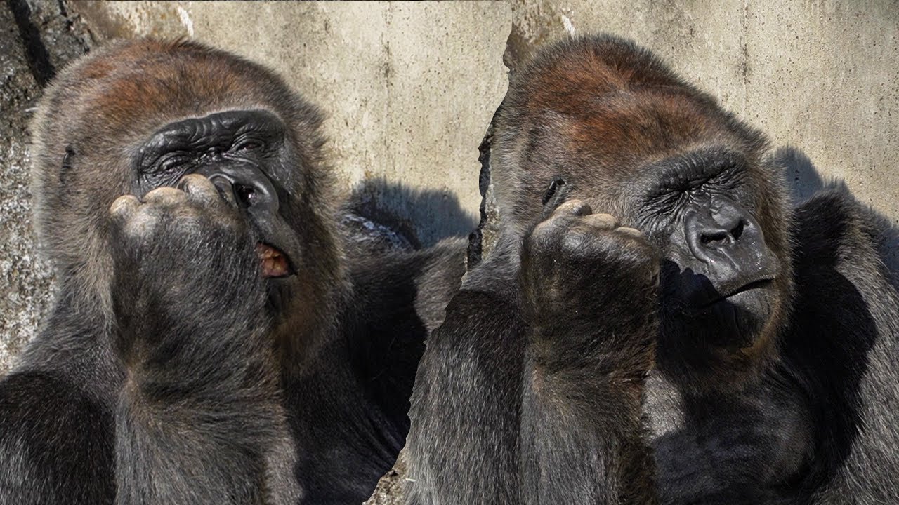 Gorilla Rola got cold. Dear Management #1/7 CHIBA ZOO 千葉市動物公園経営陣へ ゴリラ ...