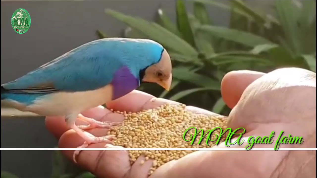 Hand tame finch - YouTube