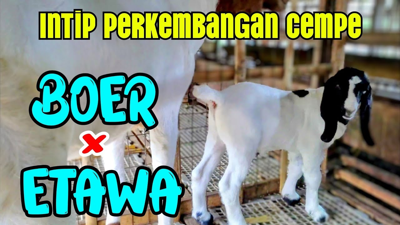 Intip perkembangan cempe, hasil silang BOER × ETAWA. #kambingboer # ...