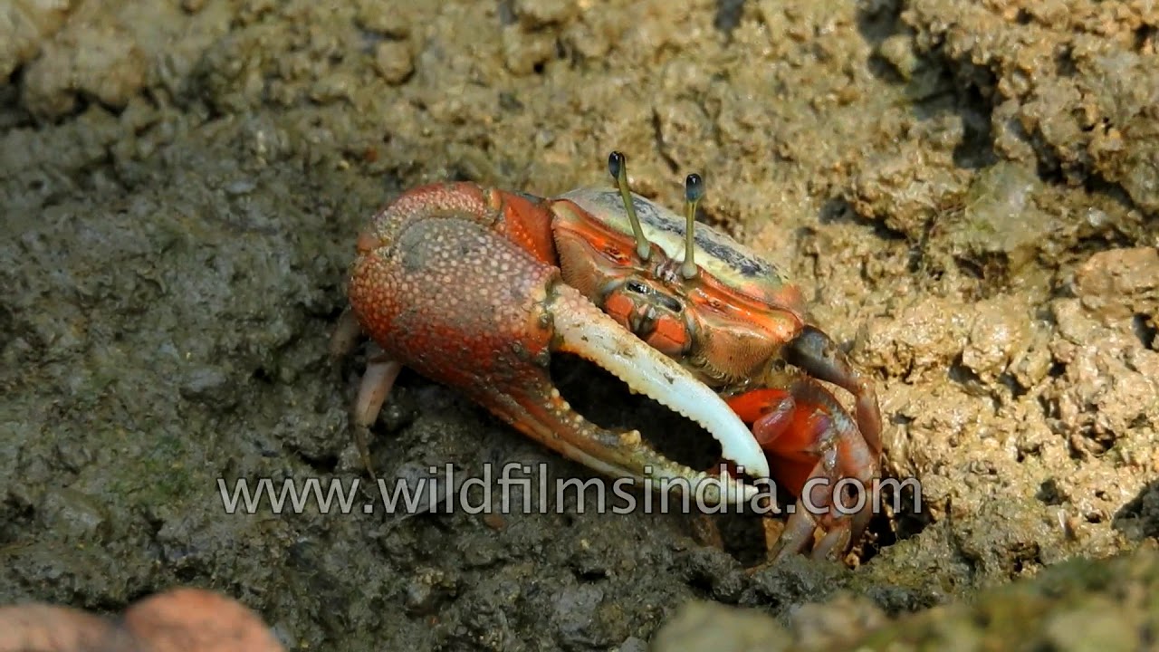 Tiny little red crabs feeding busily along a Chinese coastal mangrove ...
