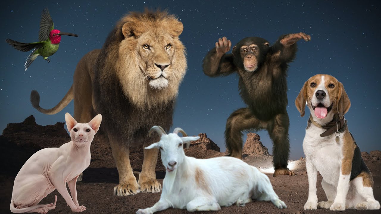 Favorite animals, sounds and behavior of cats, dogs, chickens, elephant ...