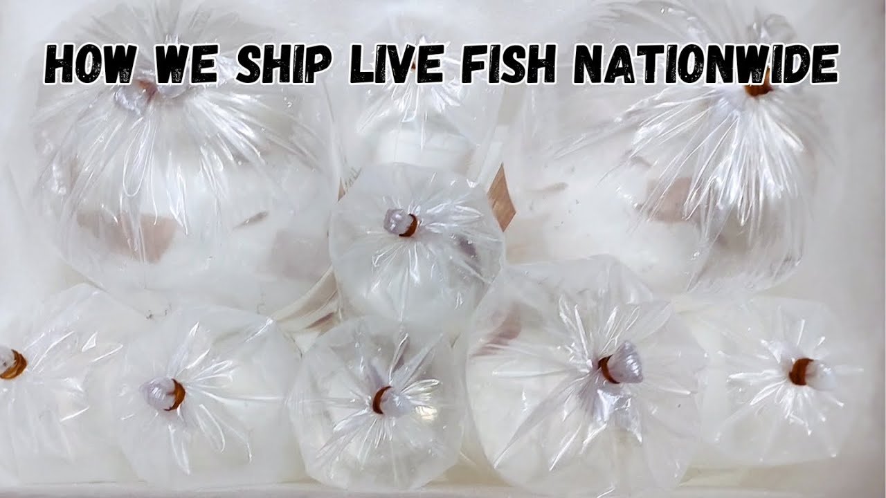 How to Ship Aquarium Fish - Packing for Winter Shipments - YouTube