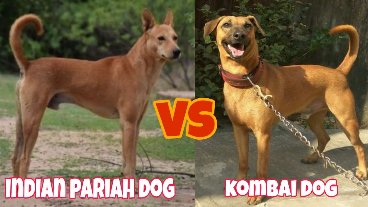 Are Kombai Dogs Endangered
