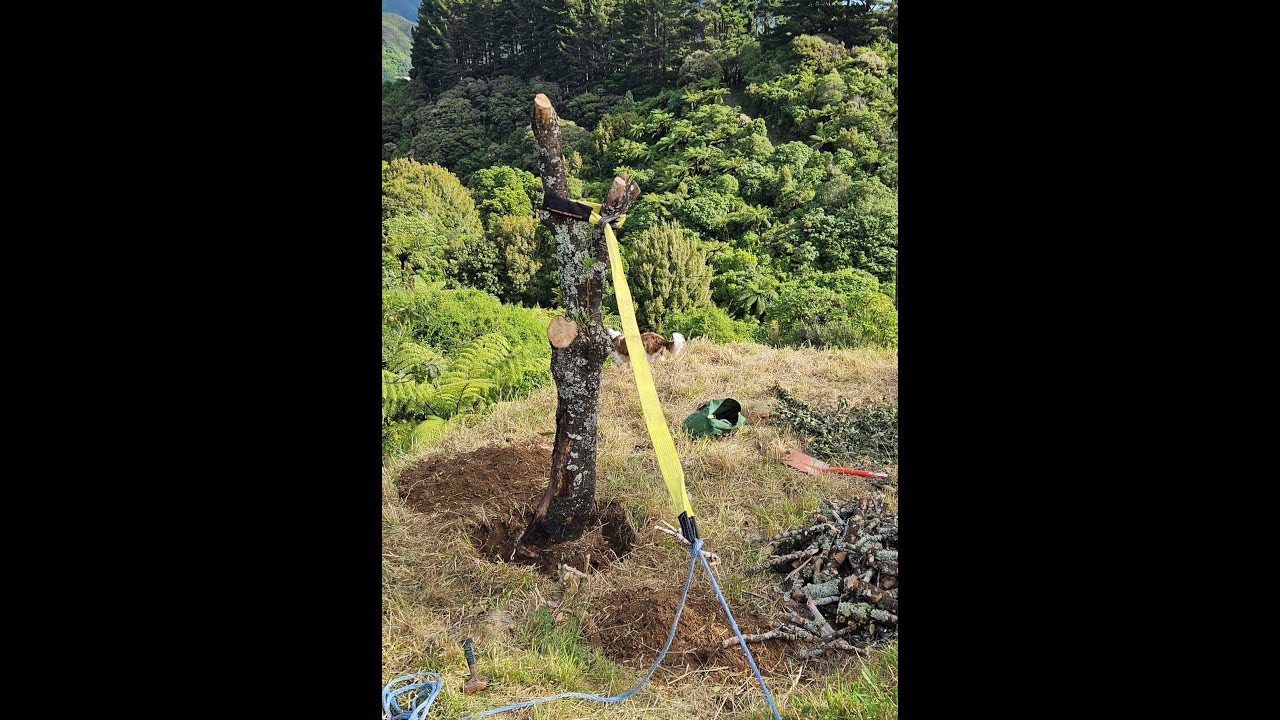 Pulling out a tree stump with the Wyeth Scott More Power Puller - YouTube
