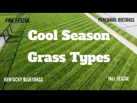 Cool Season Grass Types: Choosing The Best Grass For Your Yard #mowing ...