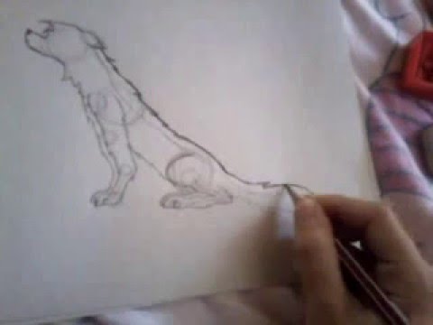 Farkas rajzolása 1.rész - YouTube