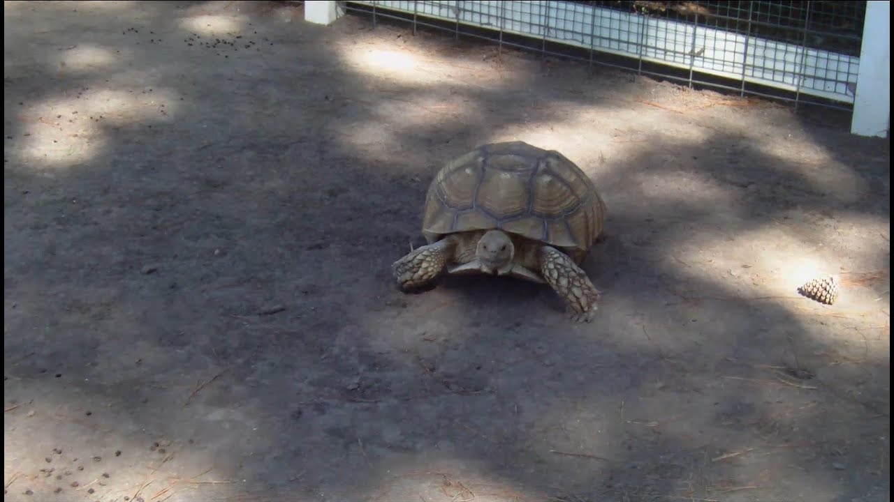 Tortoise - YouTube