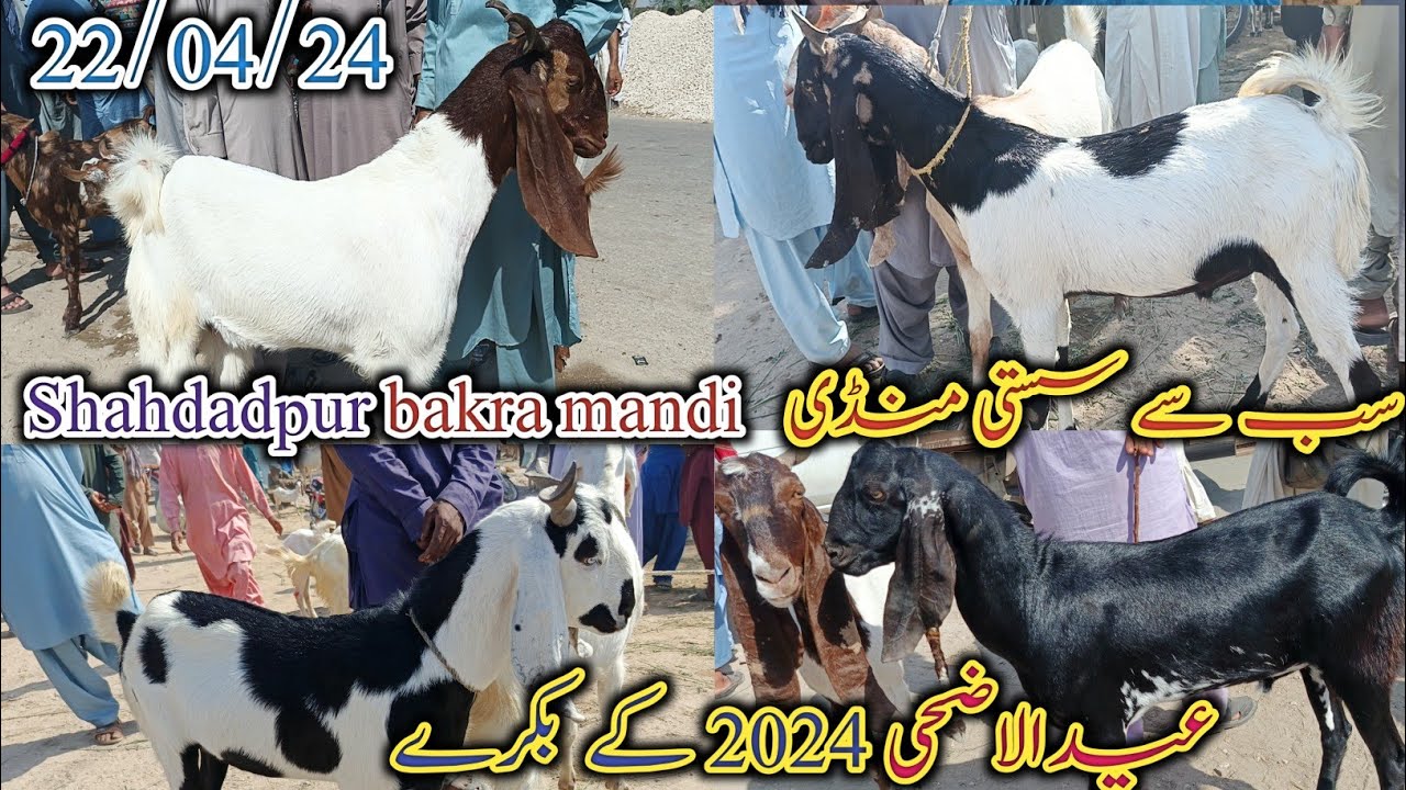 Shahdadpur bakra mandi | Latset update today | mix Goat | bakra Eid ...