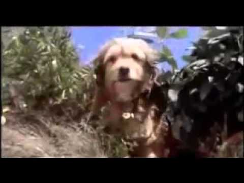Benji the Hunted - Wolf Chase and Death (Ultra Extended Edition) - YouTube