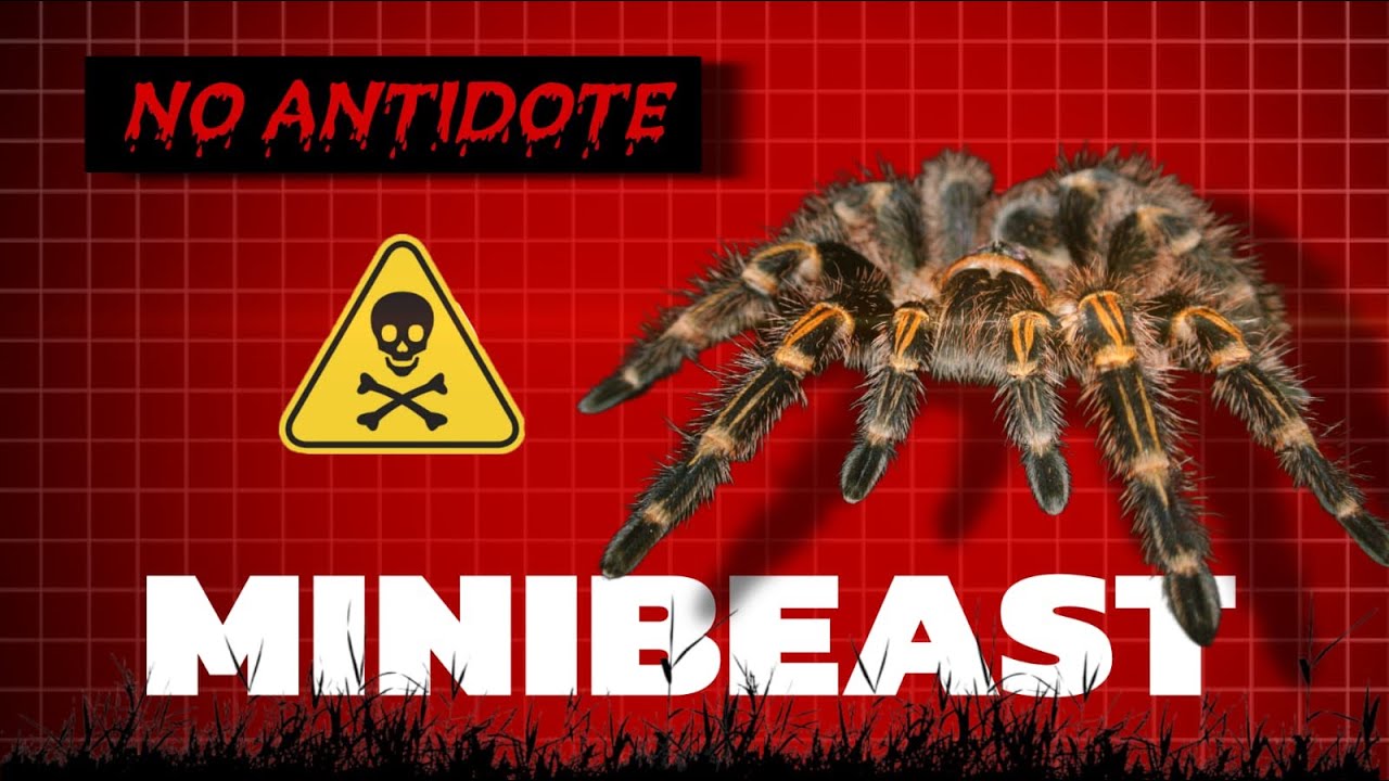 Top 10 Most Dangerous Insects in the World - YouTube