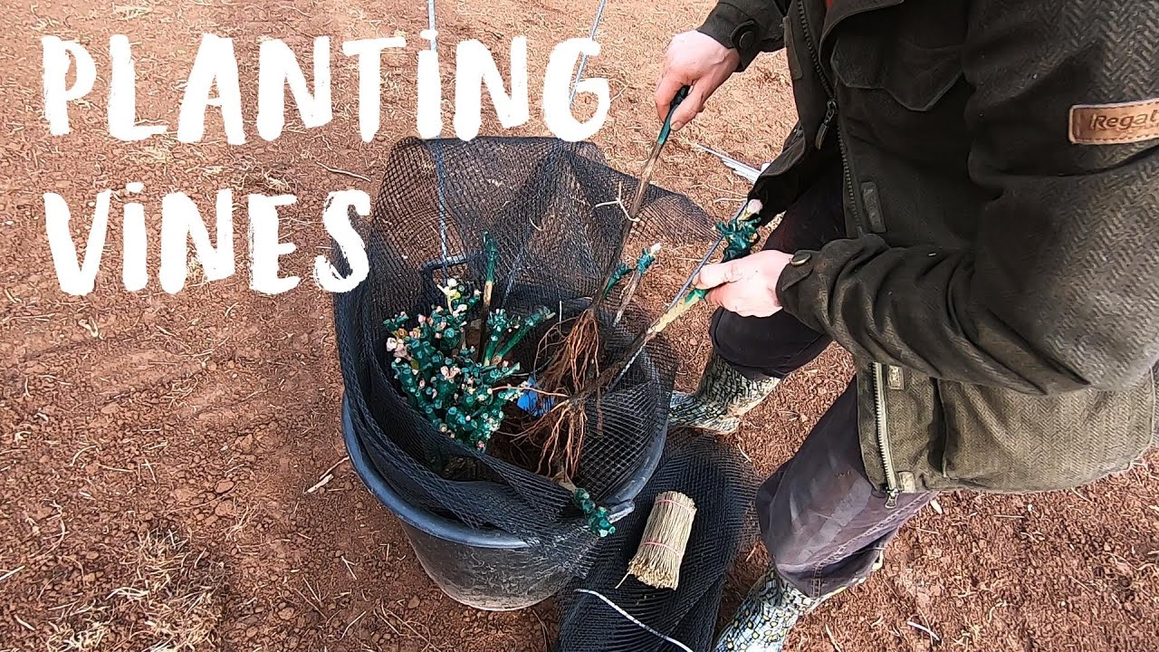 Starting a Vineyard from scratch. Part 2 - Planting Vines - YouTube