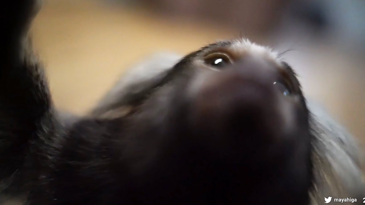 POV you're getting hugged by Appa at Alveus - YouTube