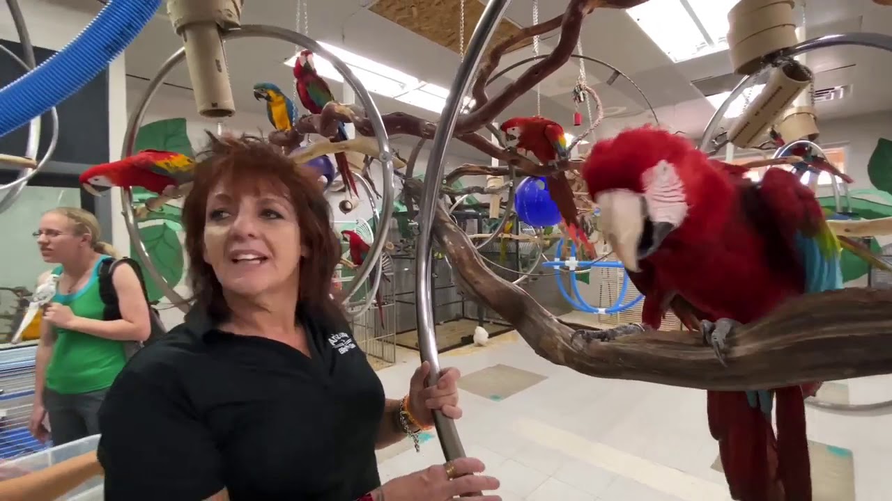 88.7 The Pulse Visits the Arizona Bird Store - YouTube