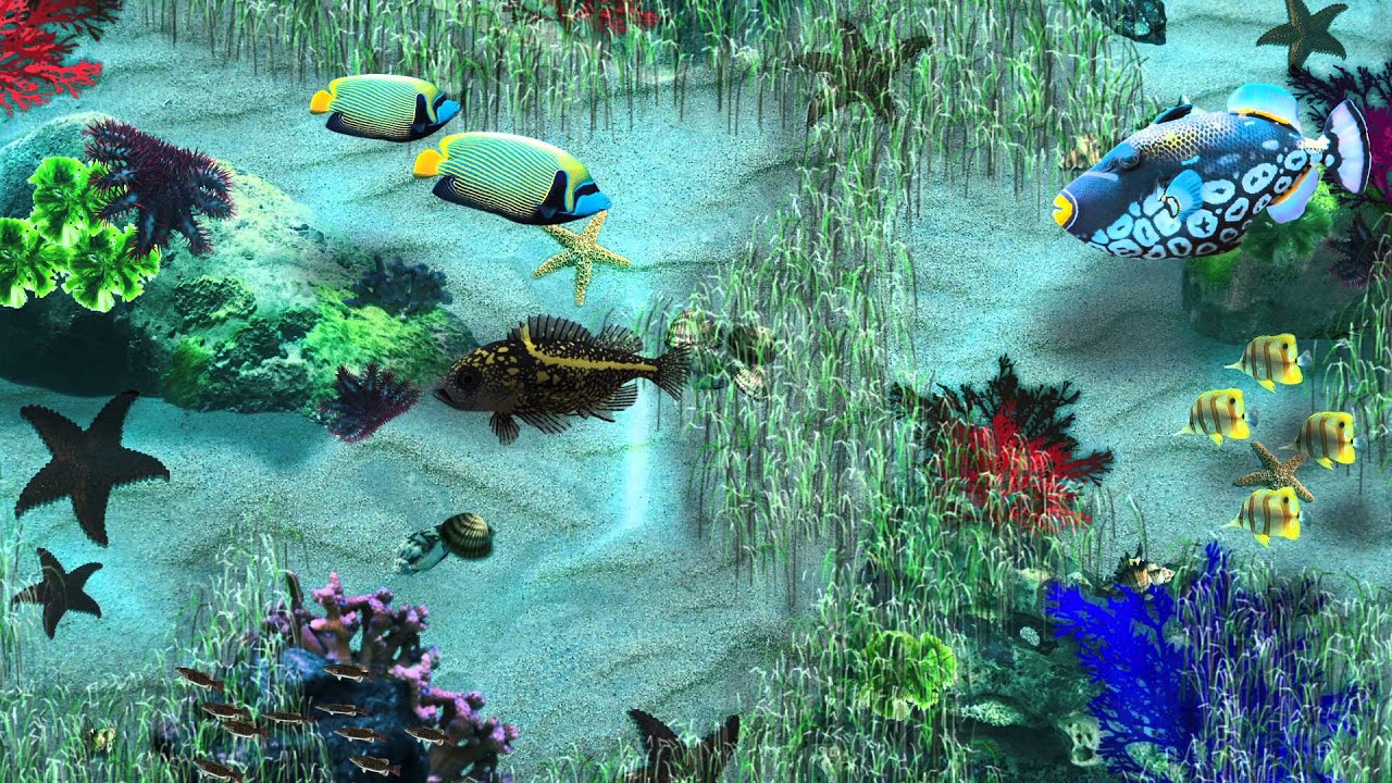Life On The Reef Animated 2D in After Effect - YouTube