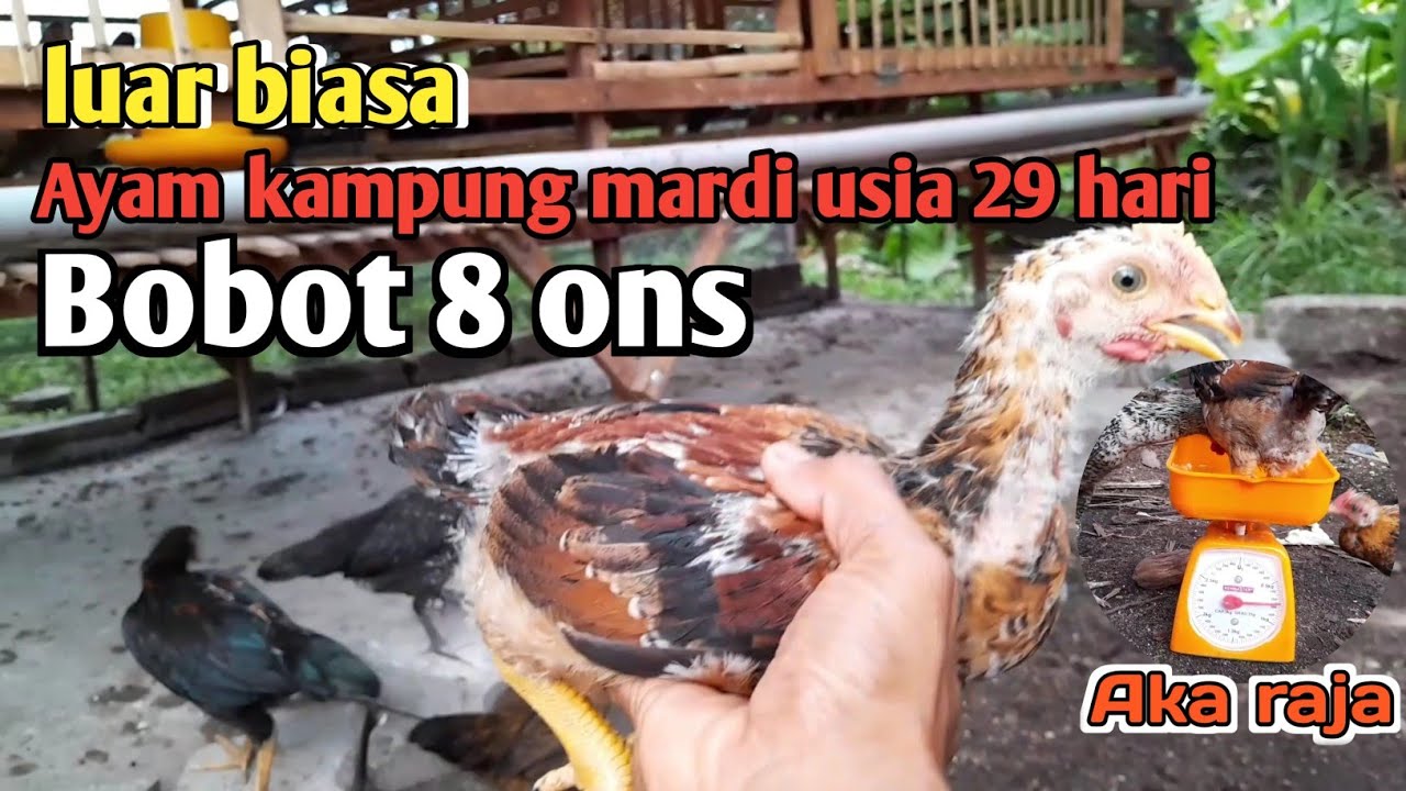 Anak ayam umur 1 bulan, ayam mardi - YouTube