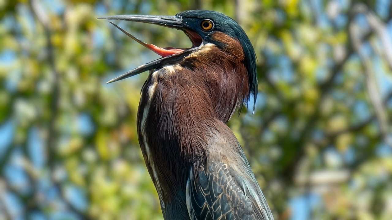 Green heron call sound | Bird - YouTube