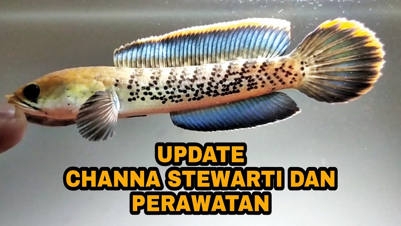 Update Channa Stewarti - YouTube