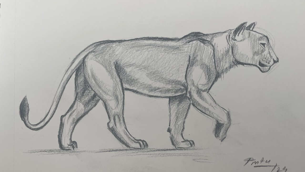 How To Draw A Lioness Lioness Aniamal Sketch Shading Done By