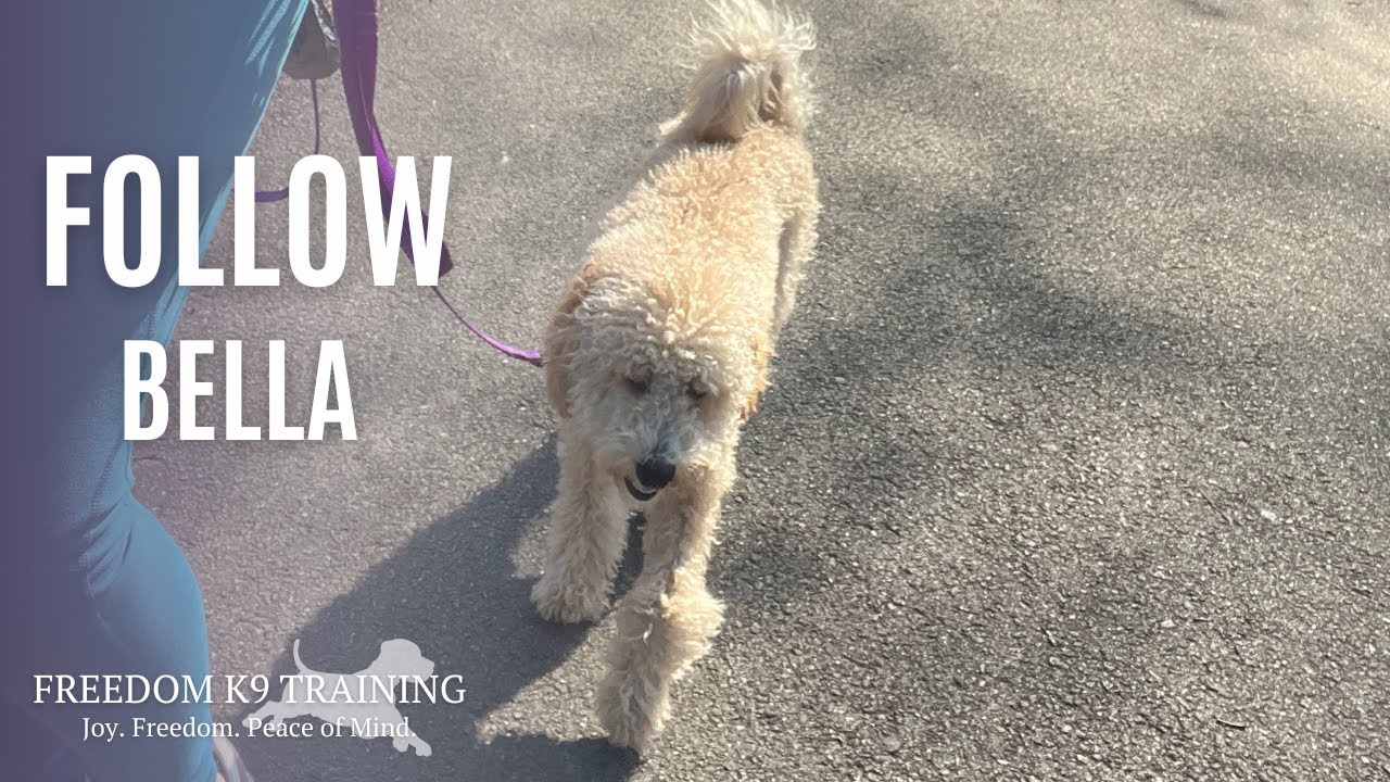 Bella - Follow | Freedom K9 Training - YouTube