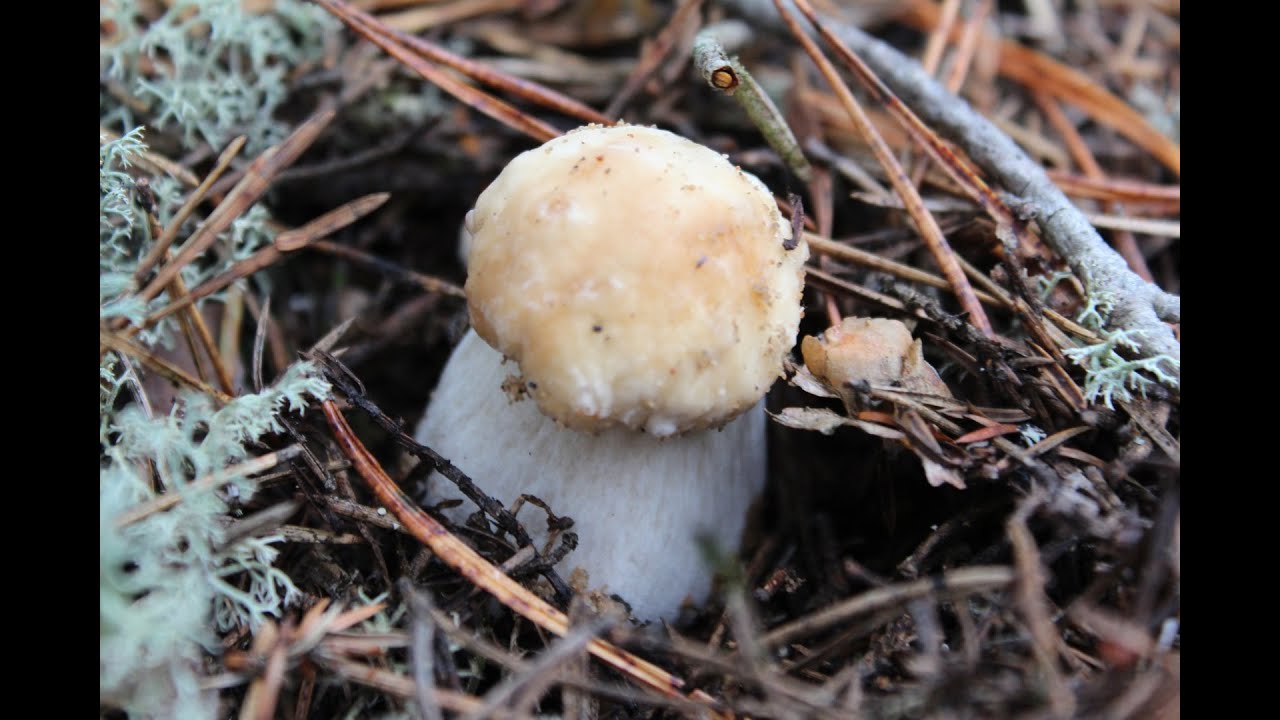 Grybų ABC: baravykai, raudonviršiai, voveraitės ir kiti - YouTube
