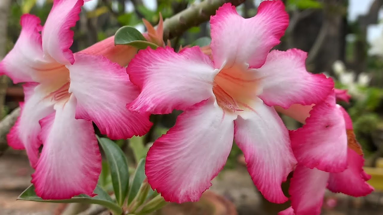 All about Adeniums - YouTube