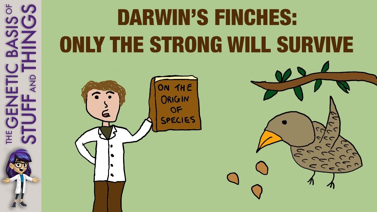 Darwin’s finches as an exceptional model of natural selection: not all ...