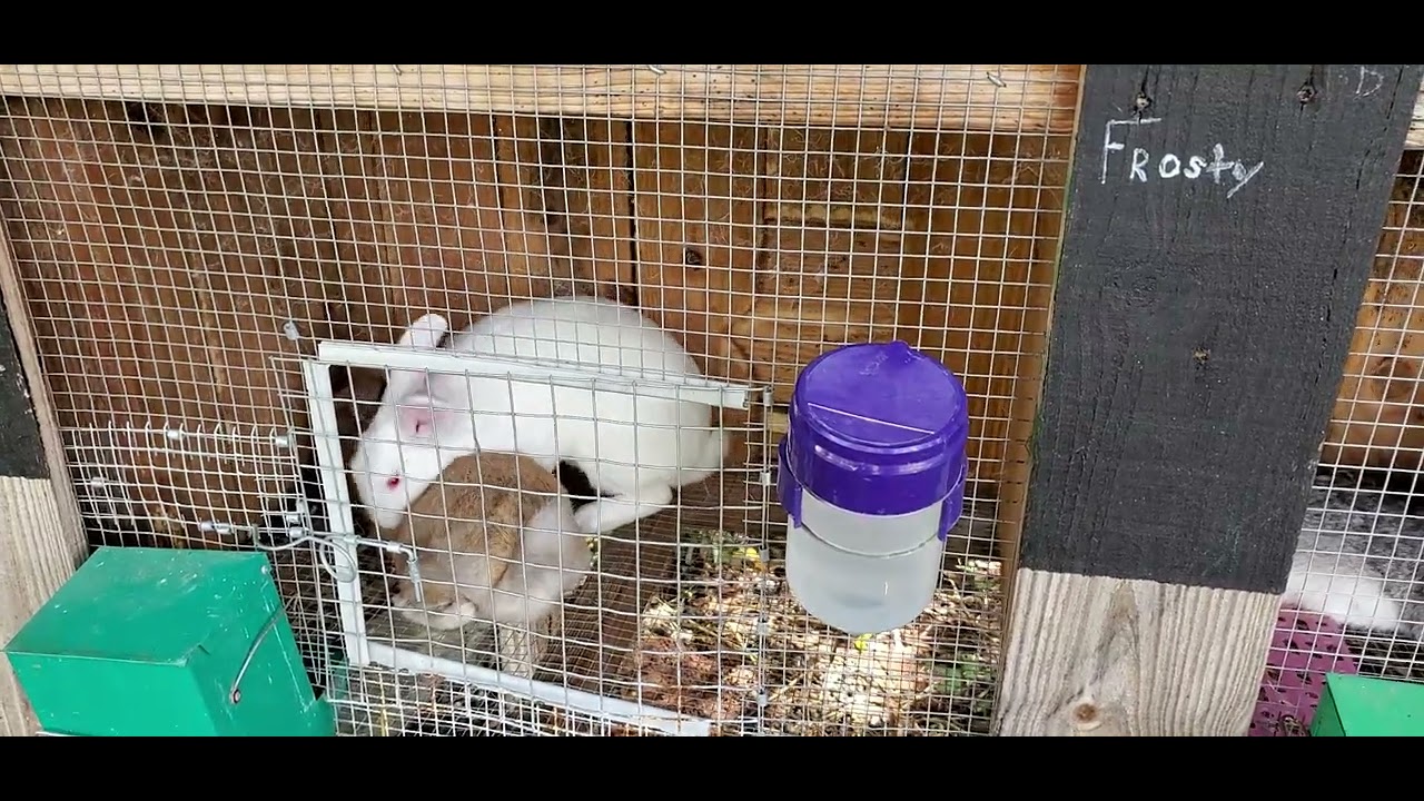 Rabbits doing what rabbits do - YouTube