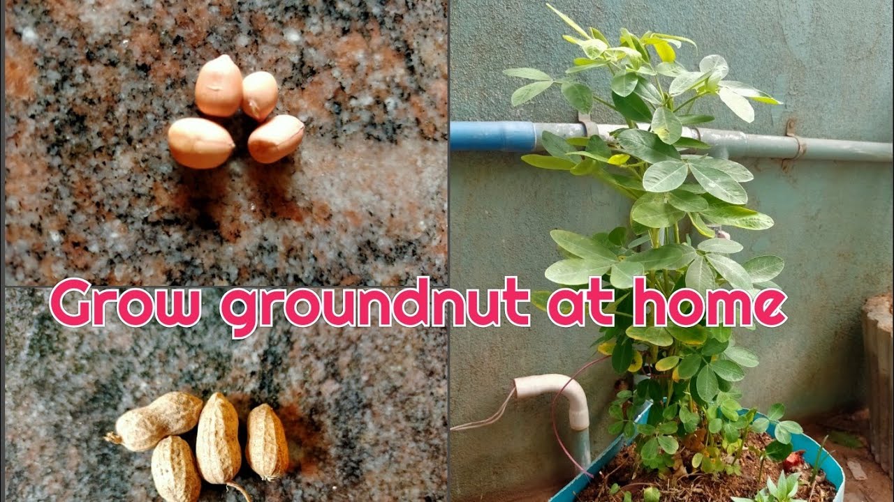 Grow groundnut in pot at home😍 - YouTube