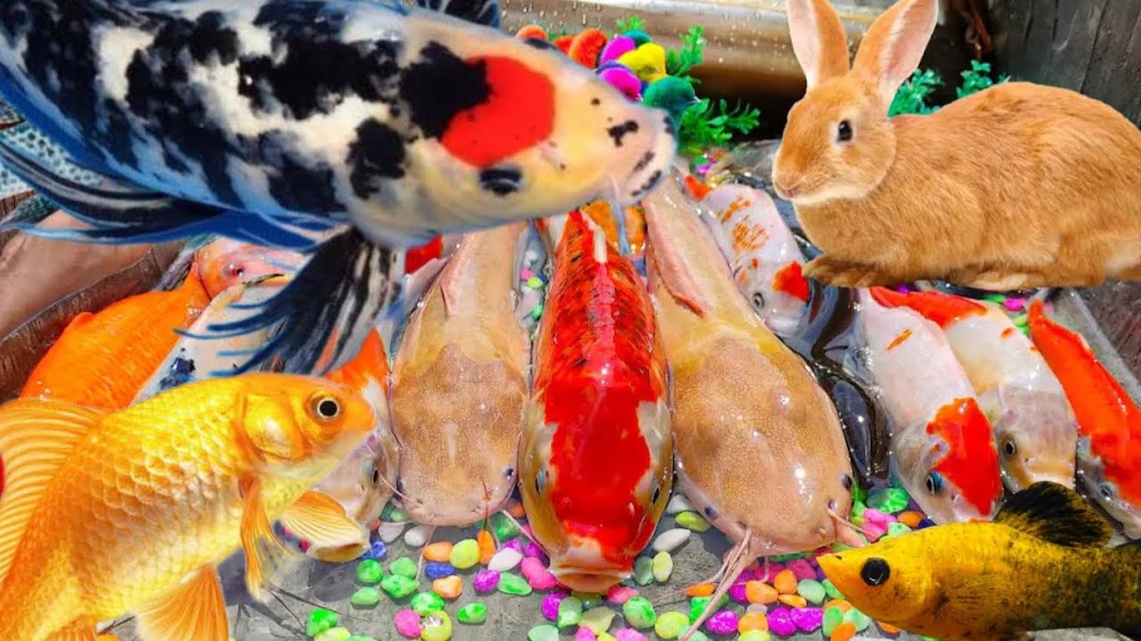 Amazing fish Goldfish Koifish Catching from pond | #bettafish # ...