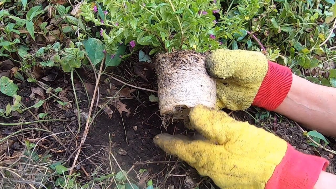 How to plant root bound plants - YouTube