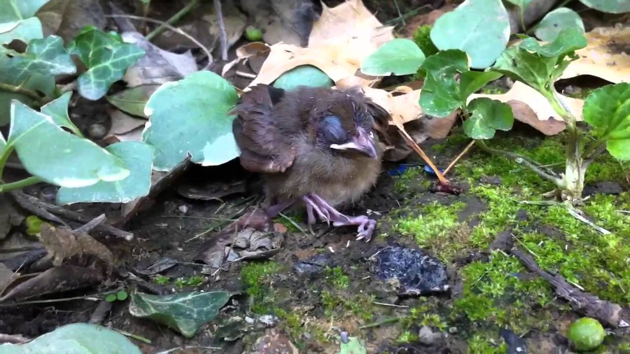 Baby fledgling sleeping - YouTube