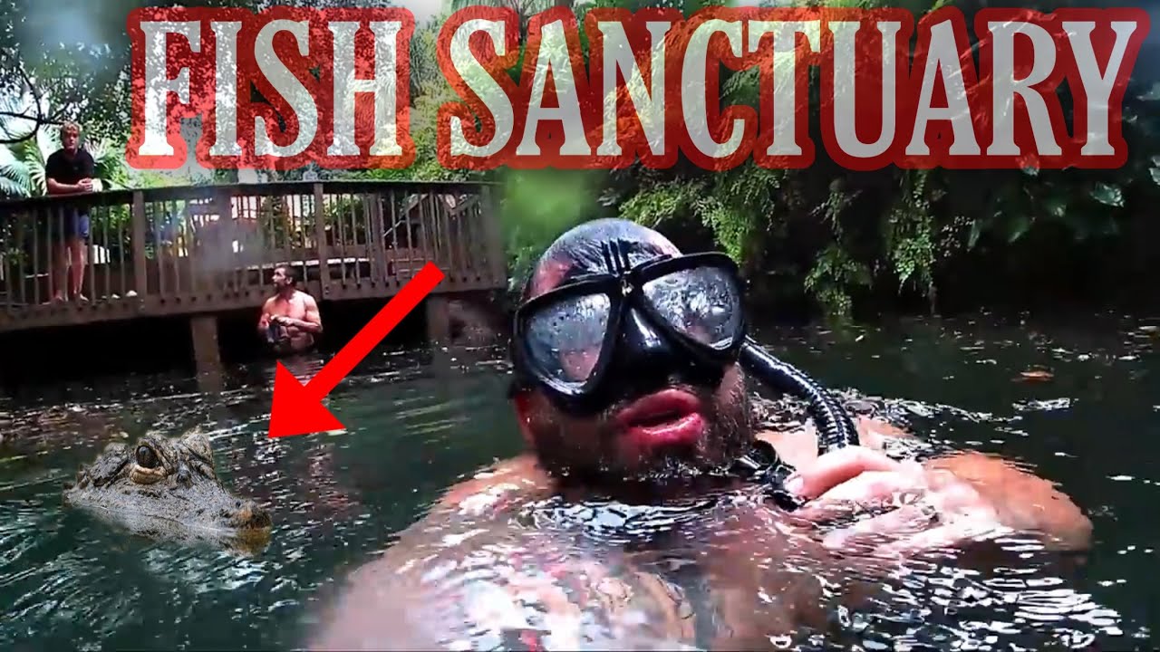 FISH RESCUE MISSION EVERYONE SHOULD HAVE A POND LIKE THIS - YouTube
