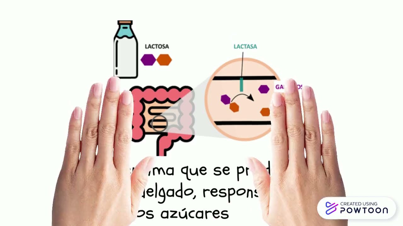 Video enzimas "LACTASA" equipo bioquímica - YouTube