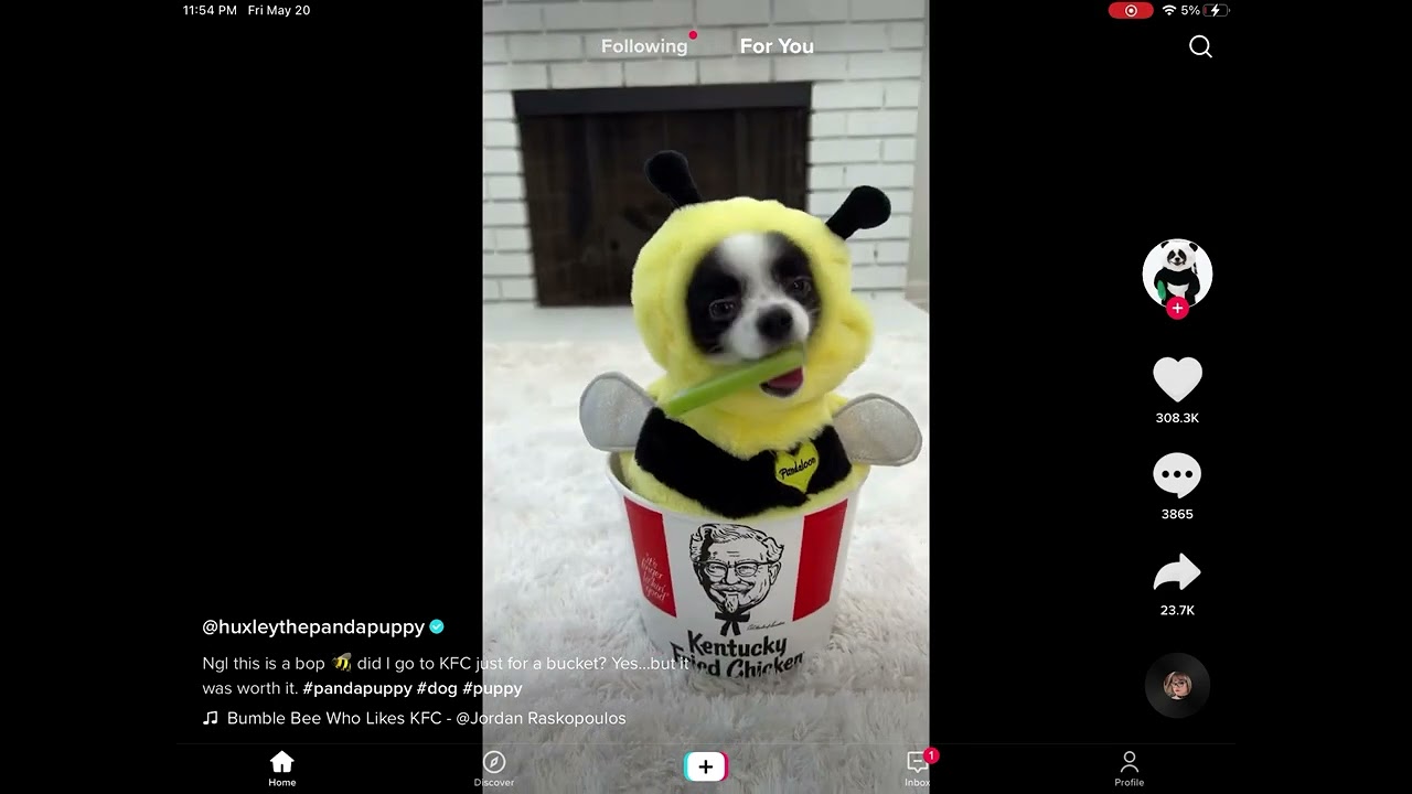 A Bumblebee Who likes to eat KFC - YouTube