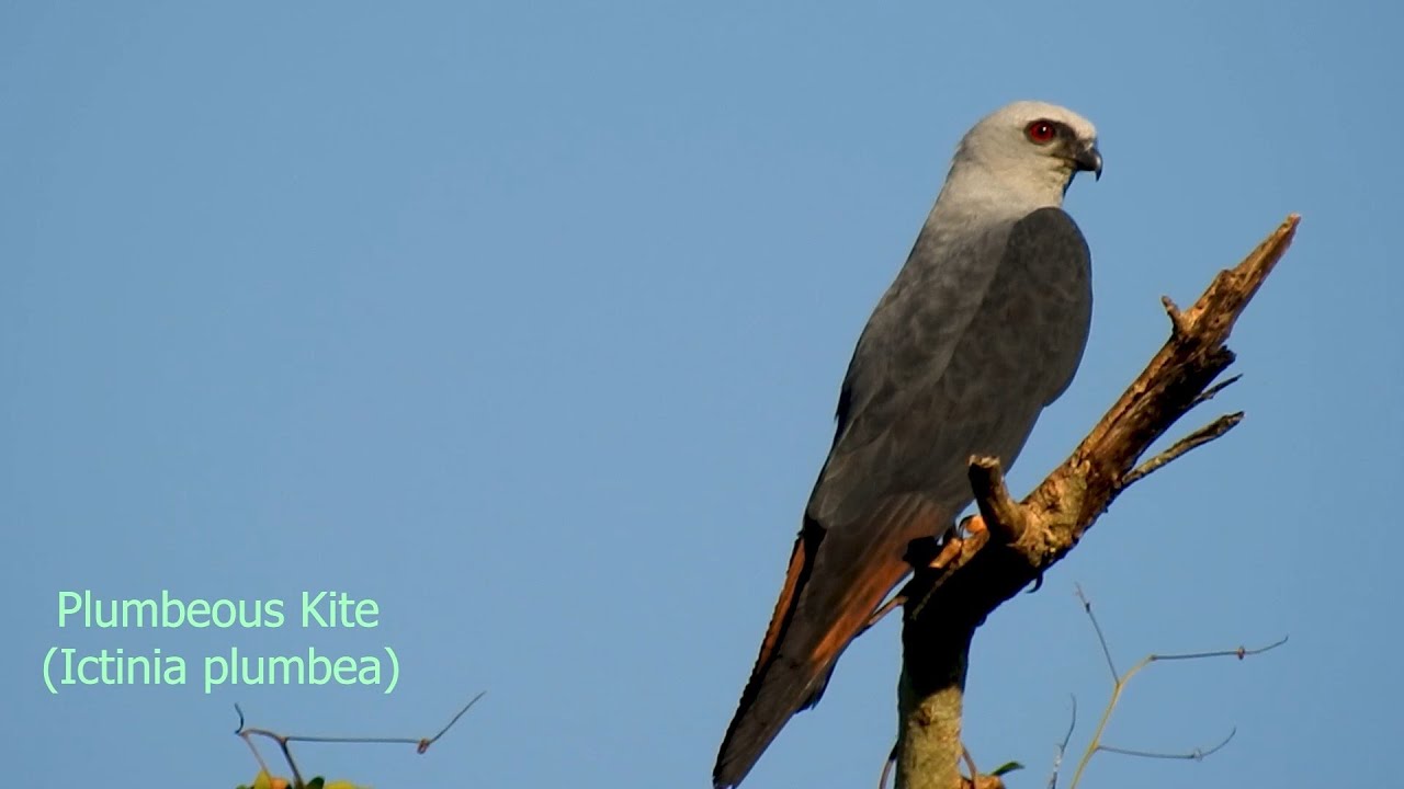 HAWK, PLUMBEOUS KITE (ICTINIA PLUMBEA), SOVI, GAVIÃO-SAUVEIRO, Predator ...