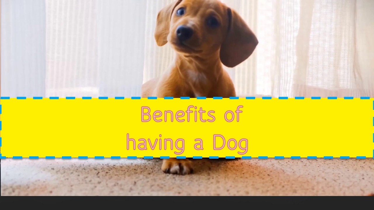 Amazing Benefits Of Having A Dog YouTube amazing-benefits-of-having-a-dog-youtube