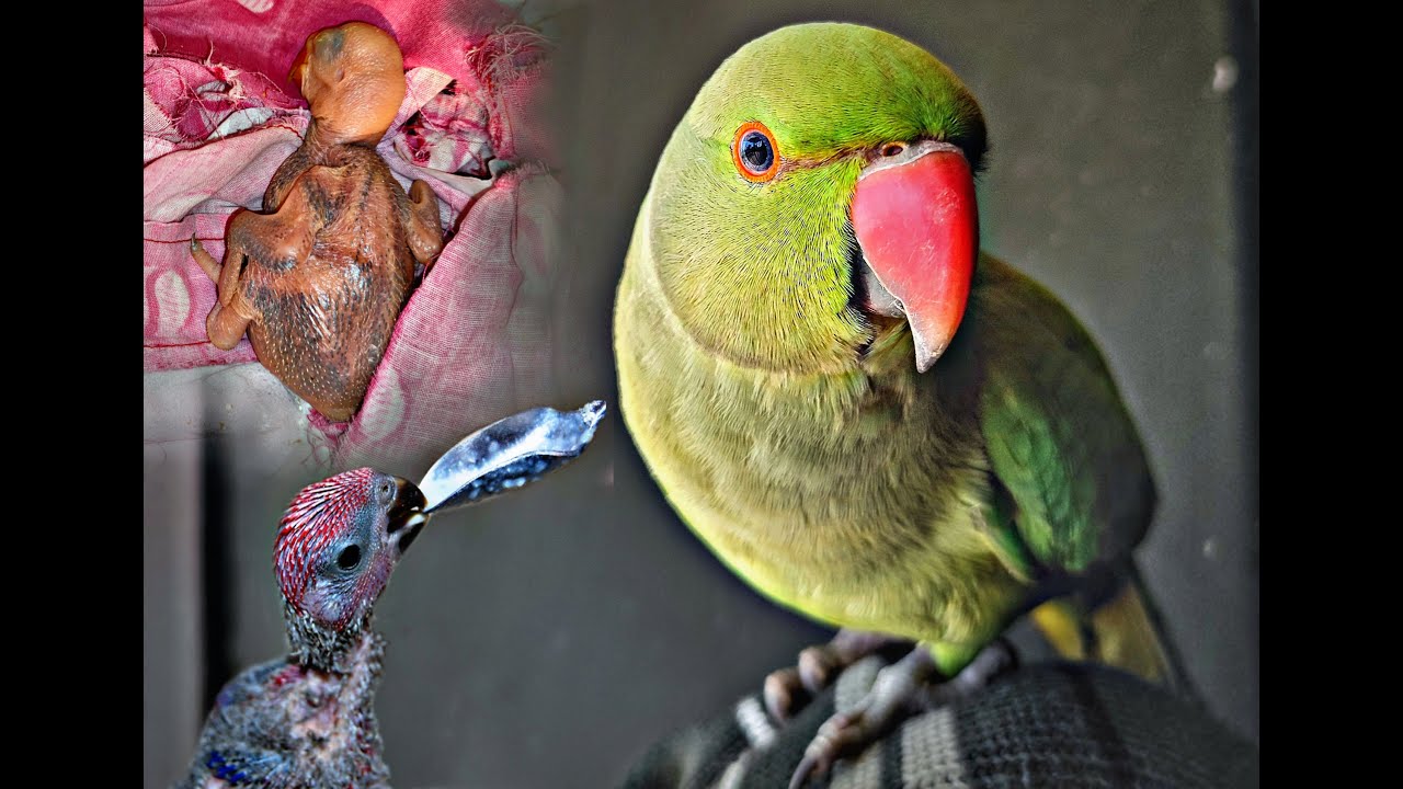 Growing Indian Ringneck Babies || Parrot Growth Stage - YouTube