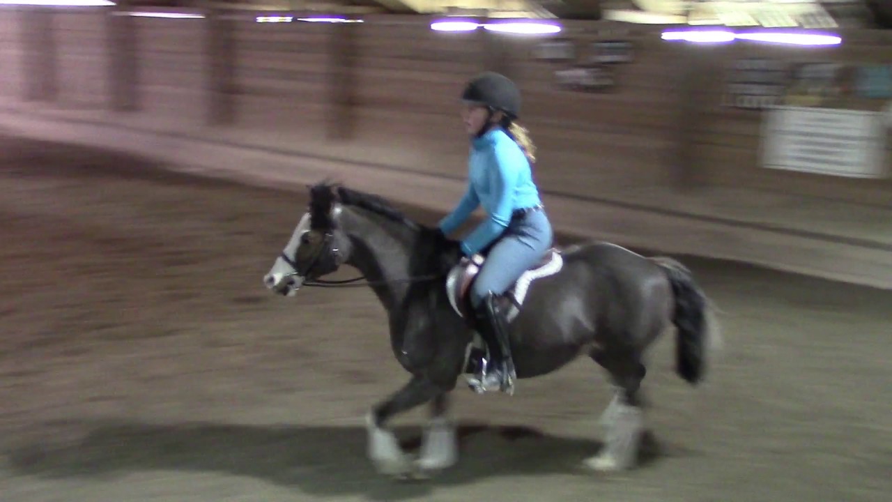 Toy Box- small pony hunter for sale - YouTube