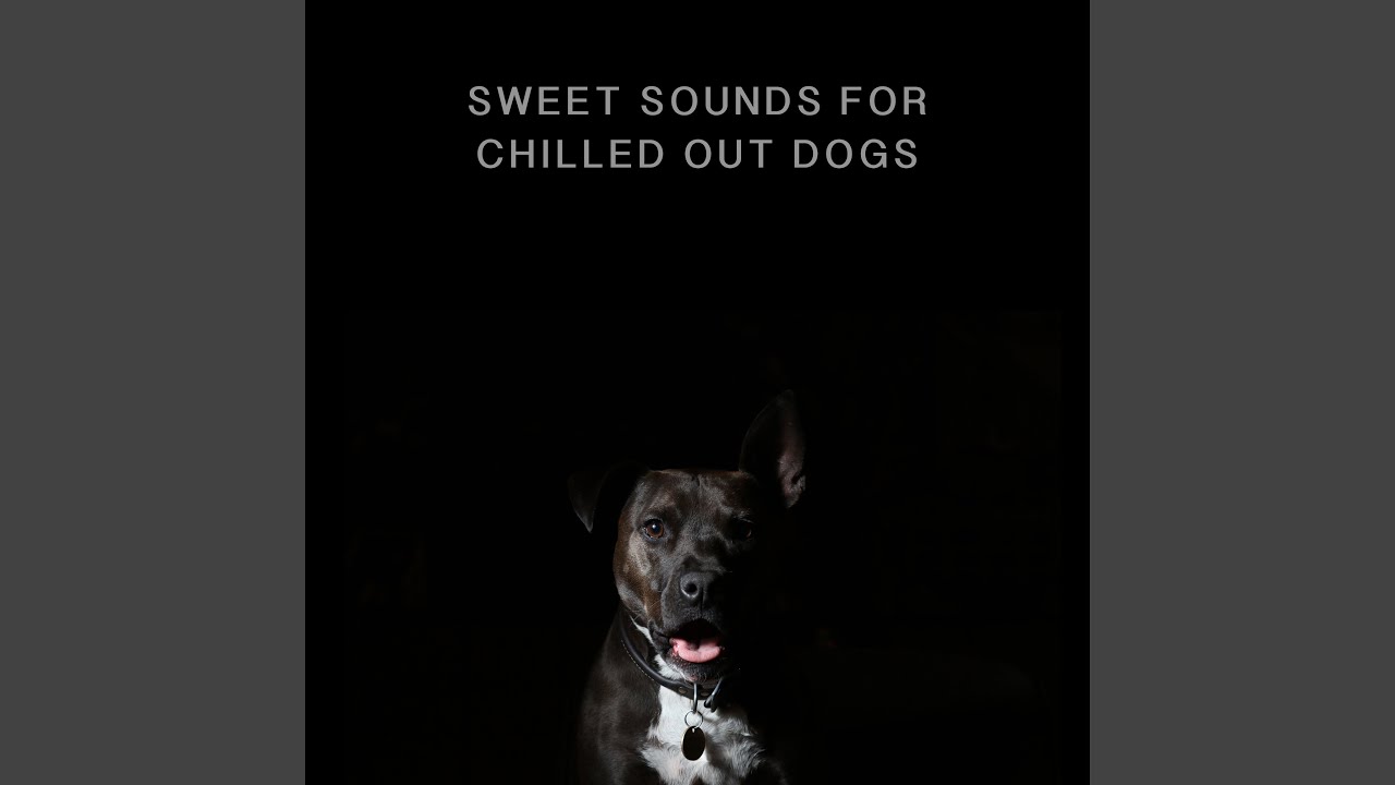 Ambience For Chilled Out Dogs - YouTube