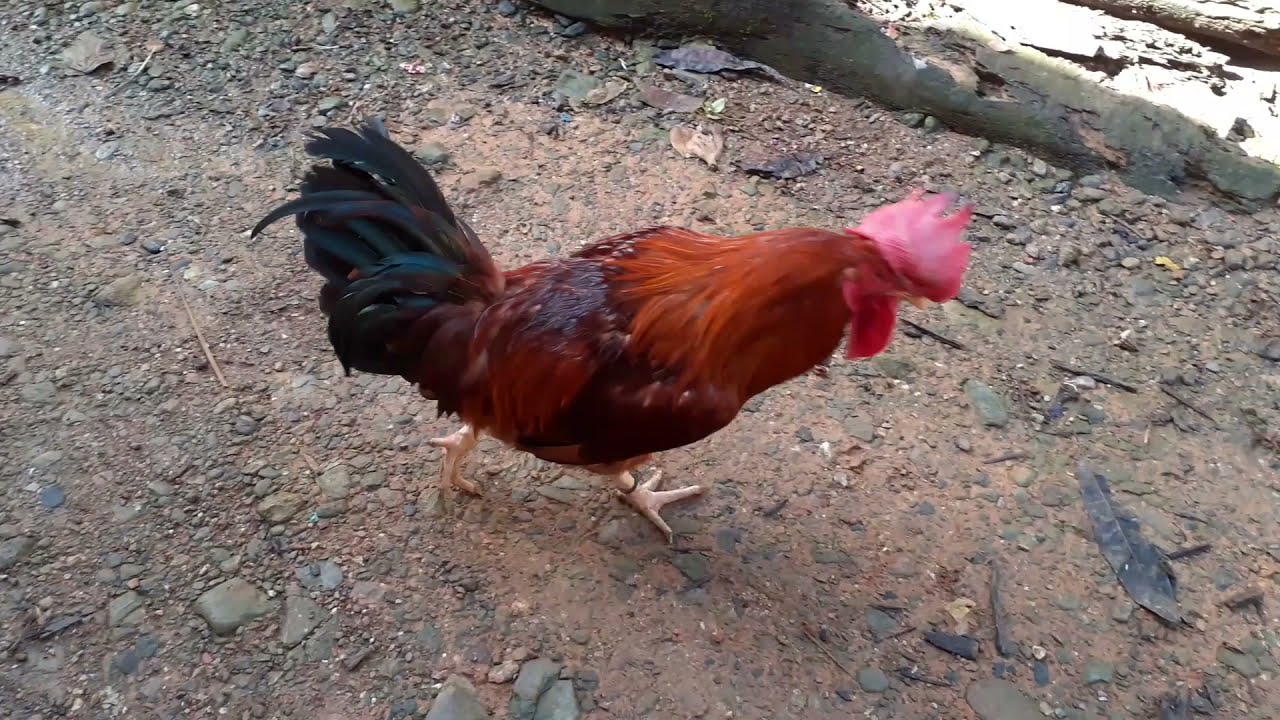Raising a Kabir Chicken | Update! - YouTube