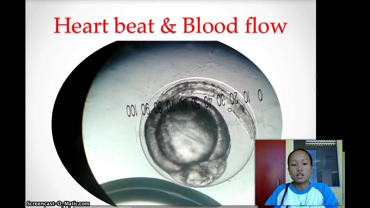 The effects of MSG on Anabas testudineus embryogenesis - YouTube