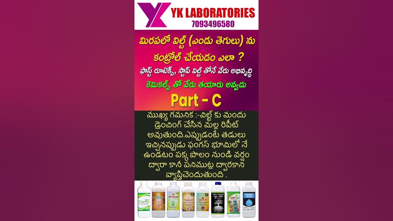 #WiltProblem #MirapaPanta #Chilli కెమికల్స్ తో వేరు తయారు అవ్వదు | YK Laboratories - YouTube
