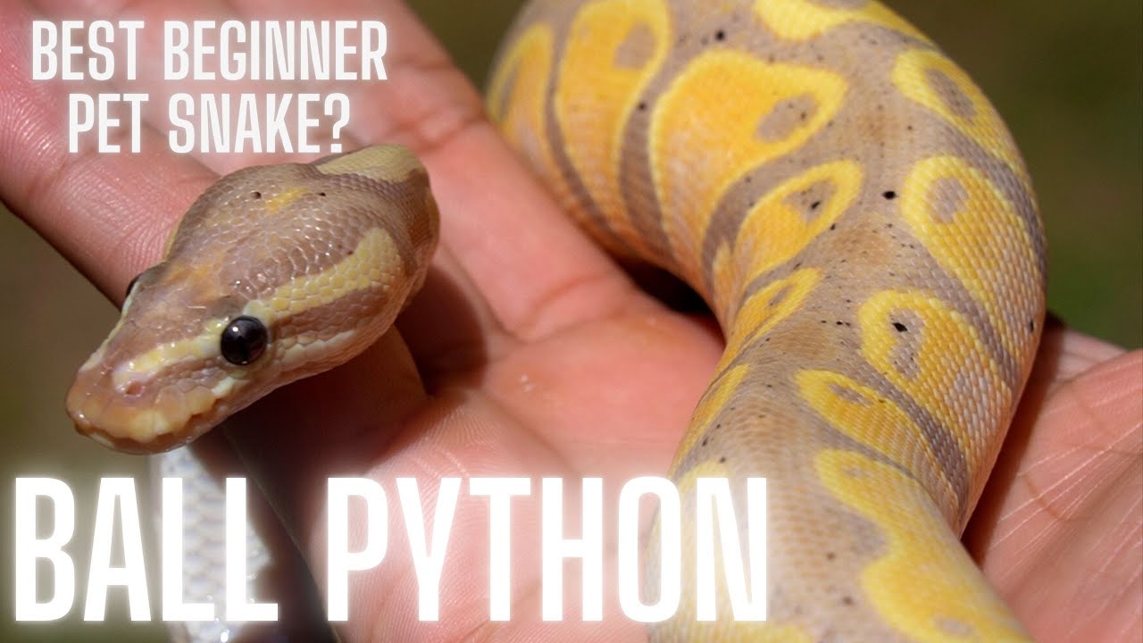 Is the Ball Python The best Beginner Pet Snake ? - YouTube