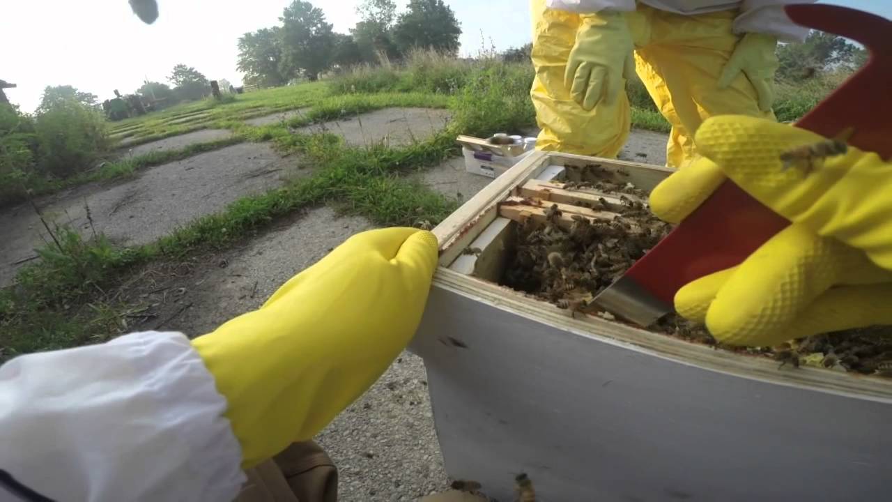 Free Bees! Relocating a swarm of bees from our swarm catcher - YouTube