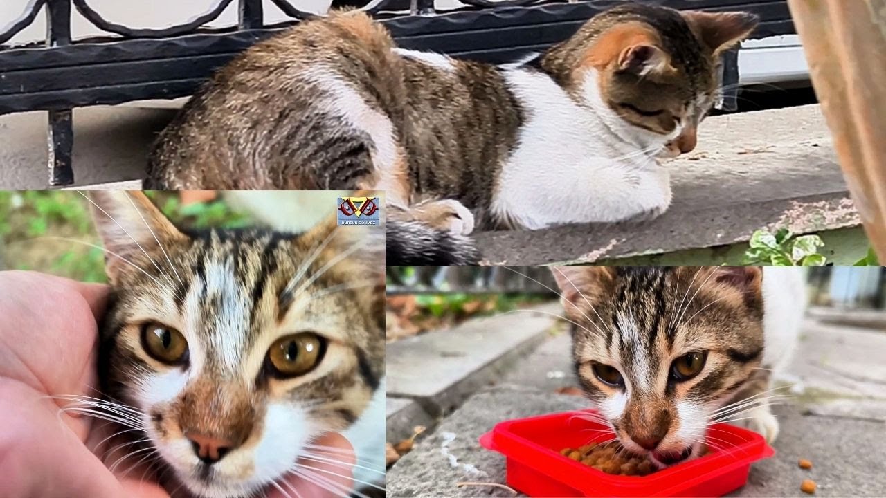 An Unforgettable Moment with a Cute Street Cat A Loving Encounter and ...