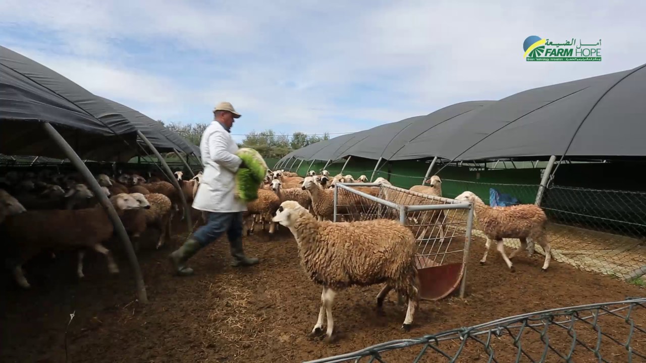 Orge Hydroponique Farm Hope Maroc - الشعير المستنبت أمل الضيعة المغرب ...